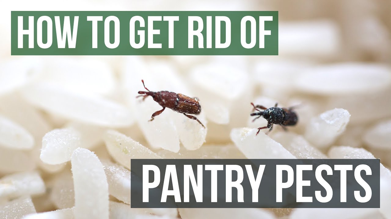 DIY Methods to Control Pests in Kitchen - Care Homes Uk